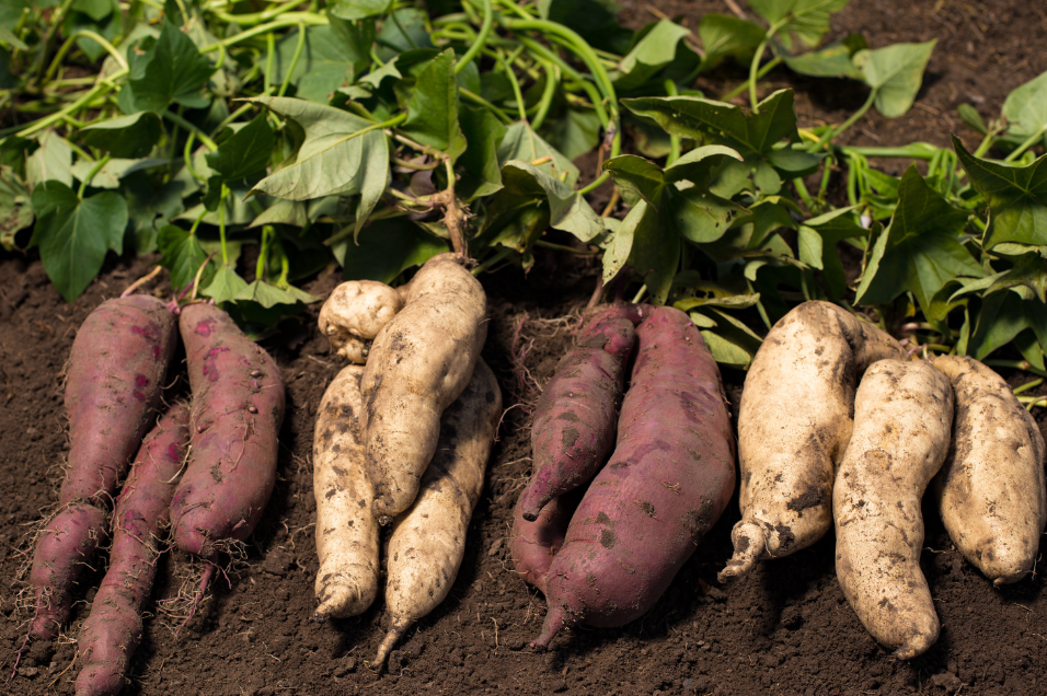 Haïti : Patate douce, poulet local, poissons : la PROMODEV fixe le cap ...